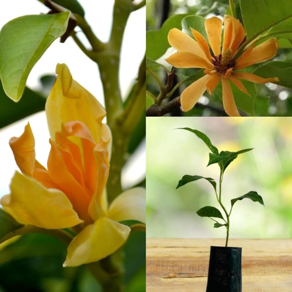 Golden Champa (Magnolia Champaca) Flowering Plant – Pita Putra Nursery